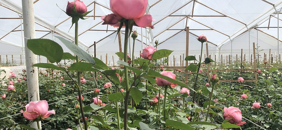 Colombia’s Powerhouse Floriculture Industry | Super Floral