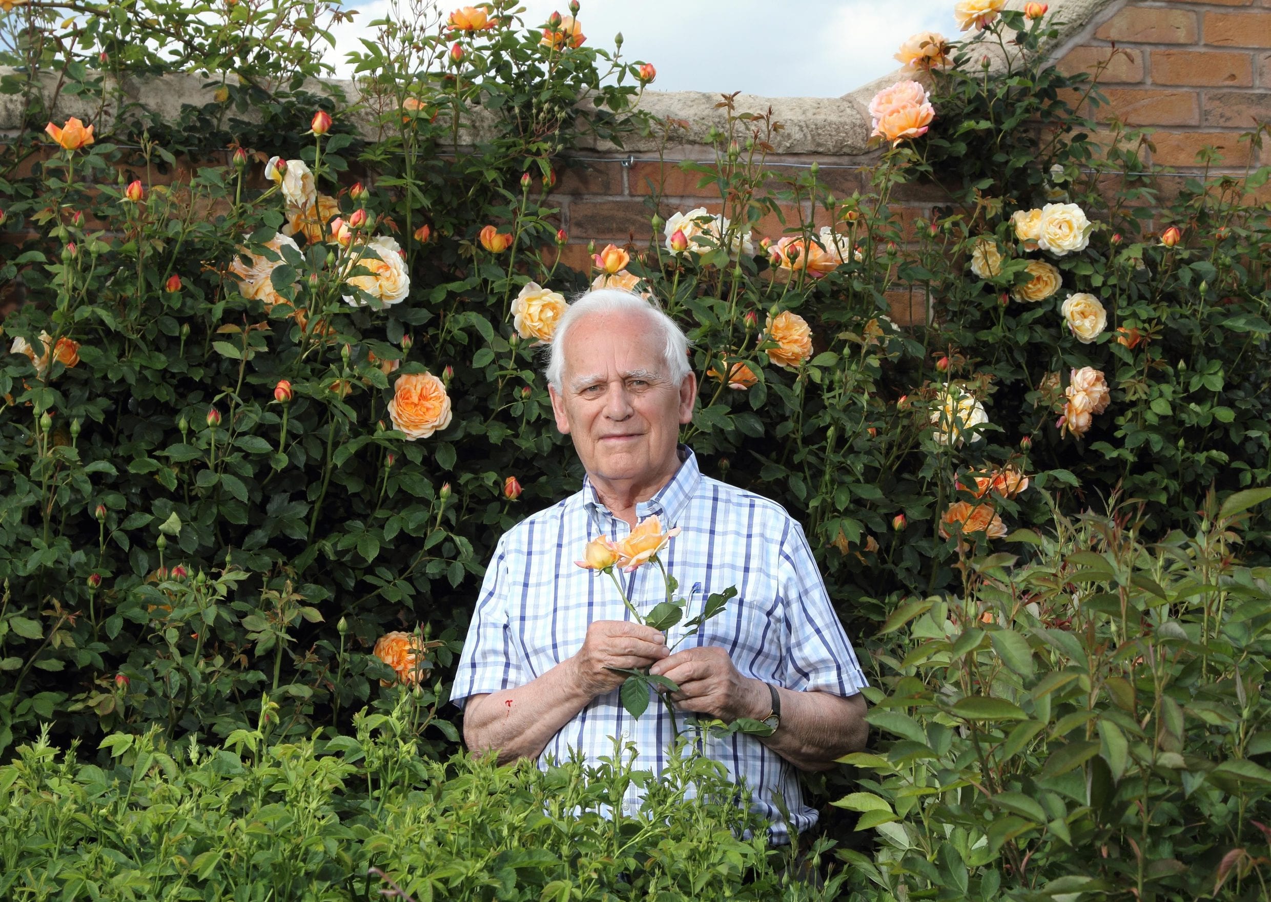 Rose breeder David Austin left £18.4million in his will, after creating ...