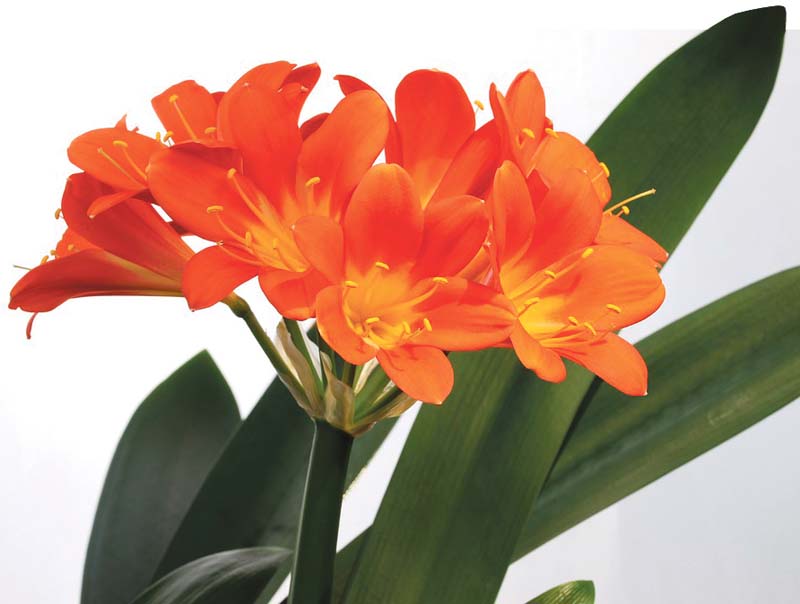 An Introduction To Clivia Breeding | Super Floral