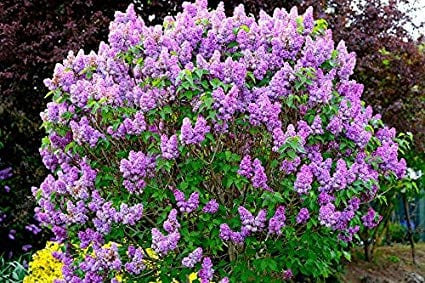 17 Best Landscaping Shrubs of Spring | Super Floral